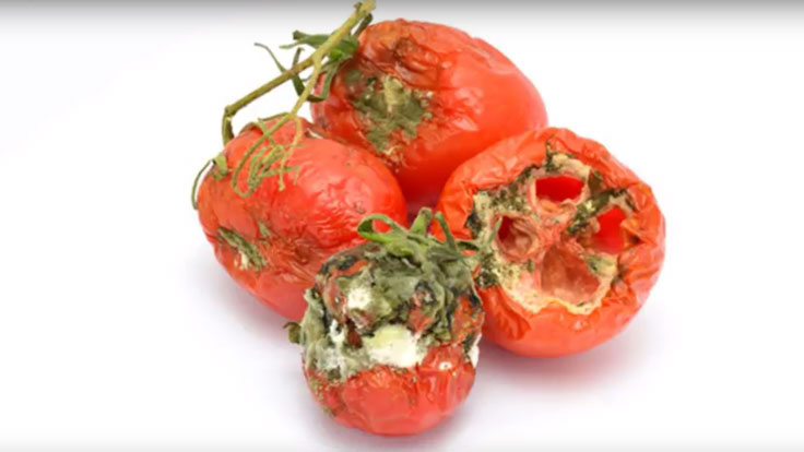 Scientists turn tomato waste into electricity - Waste Today