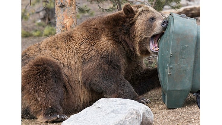 Toter earns bear-resistant certification for two bins - Waste Today